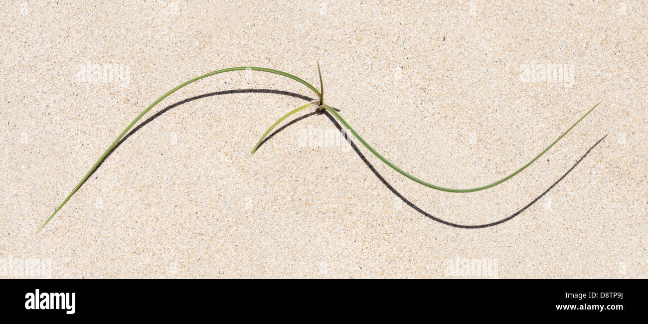 dunes abstract - small plant of Cyperus capitatus coming through the ...