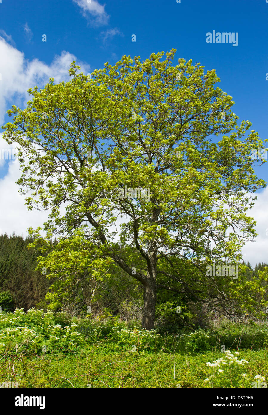 ASH TREE [FRAXINUS] WITH EARLY LEAVES IN SPRING Stock Photo - Alamy