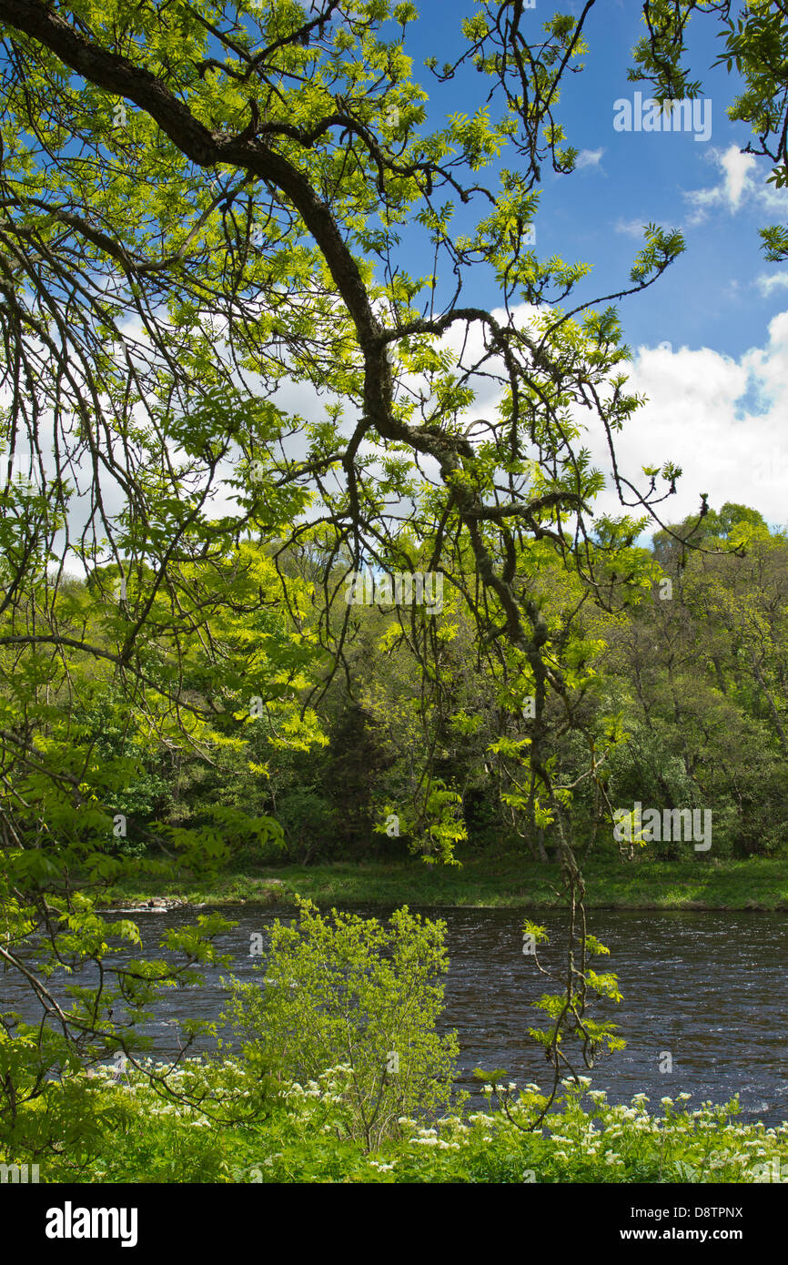 ASH TREE [FRAXINUS] BRANCH WITH LEAVES IN SPRING GROWING ON THE BANKS ...