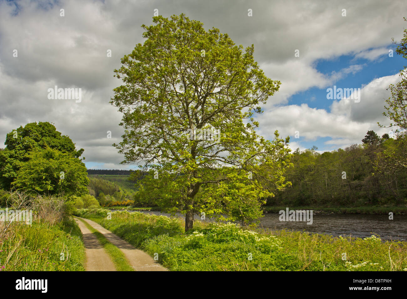 ASH TREE [FRAXINUS] WITH A COVERING OF EARLY LEAVES IN SPRING GROWING ...