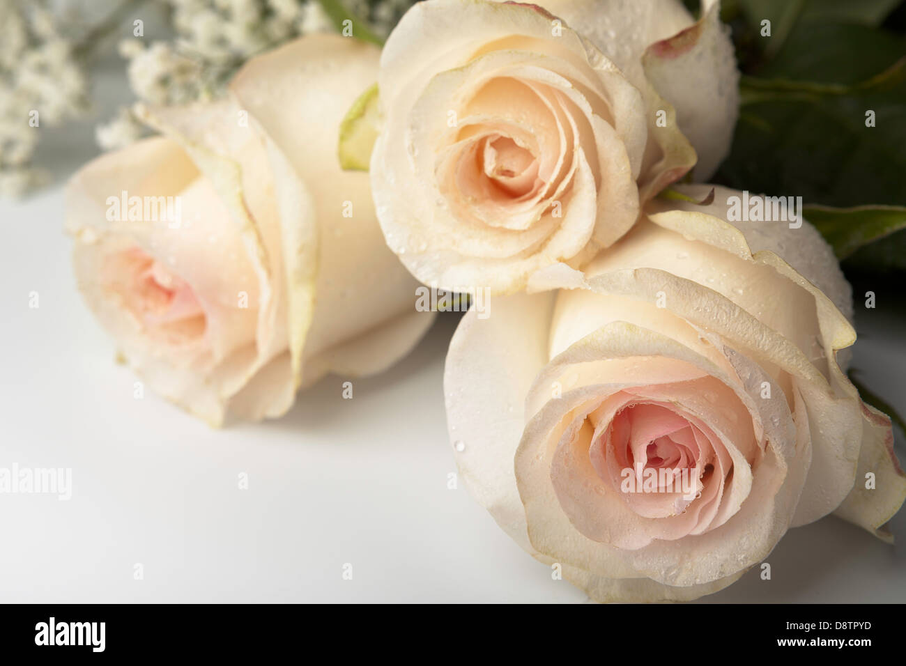 Three pink roses lying on a white table Stock Photo - Alamy