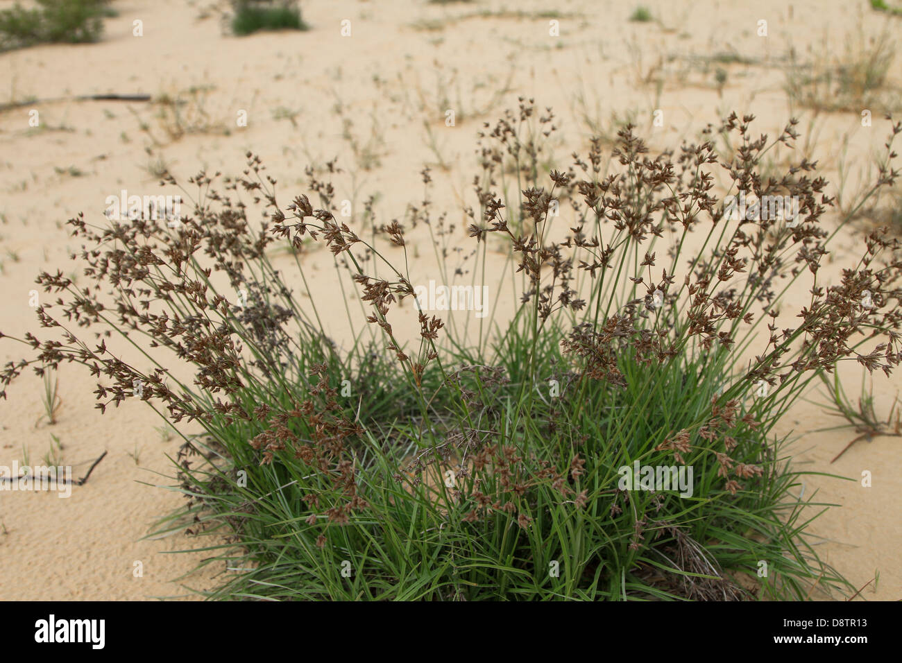 Clump of Wilderness Grass on Sand Stock Photo - Alamy