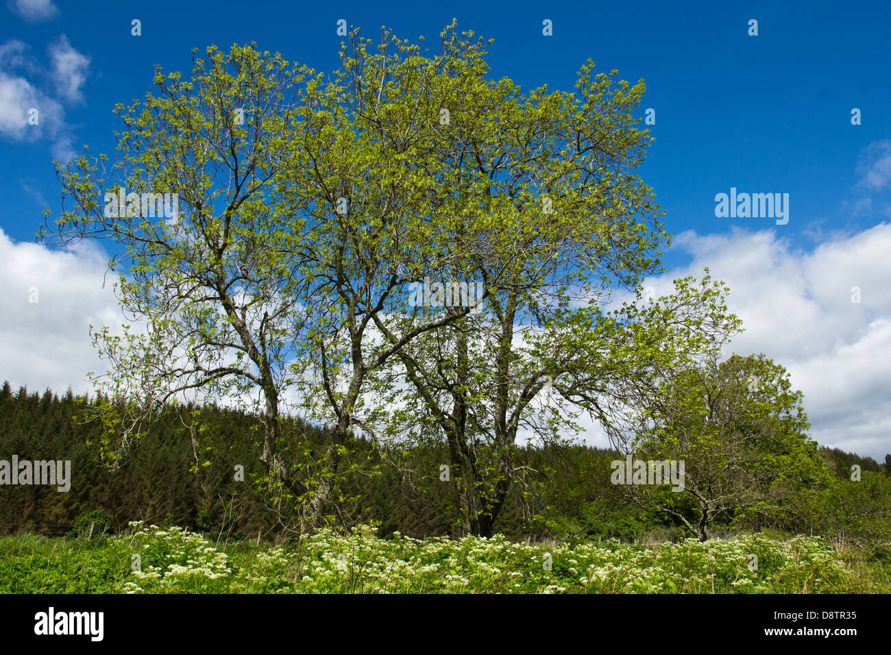 ASH TREES [FRAXINUS] AND EARLY LEAF COVERING IN SPRING Stock Photo - Alamy