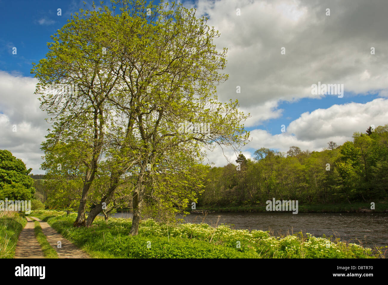 ASH TREES [FRAXINUS] WITH SPRINGTIME LEAVES ON THE BANKS OF THE RIVER ...