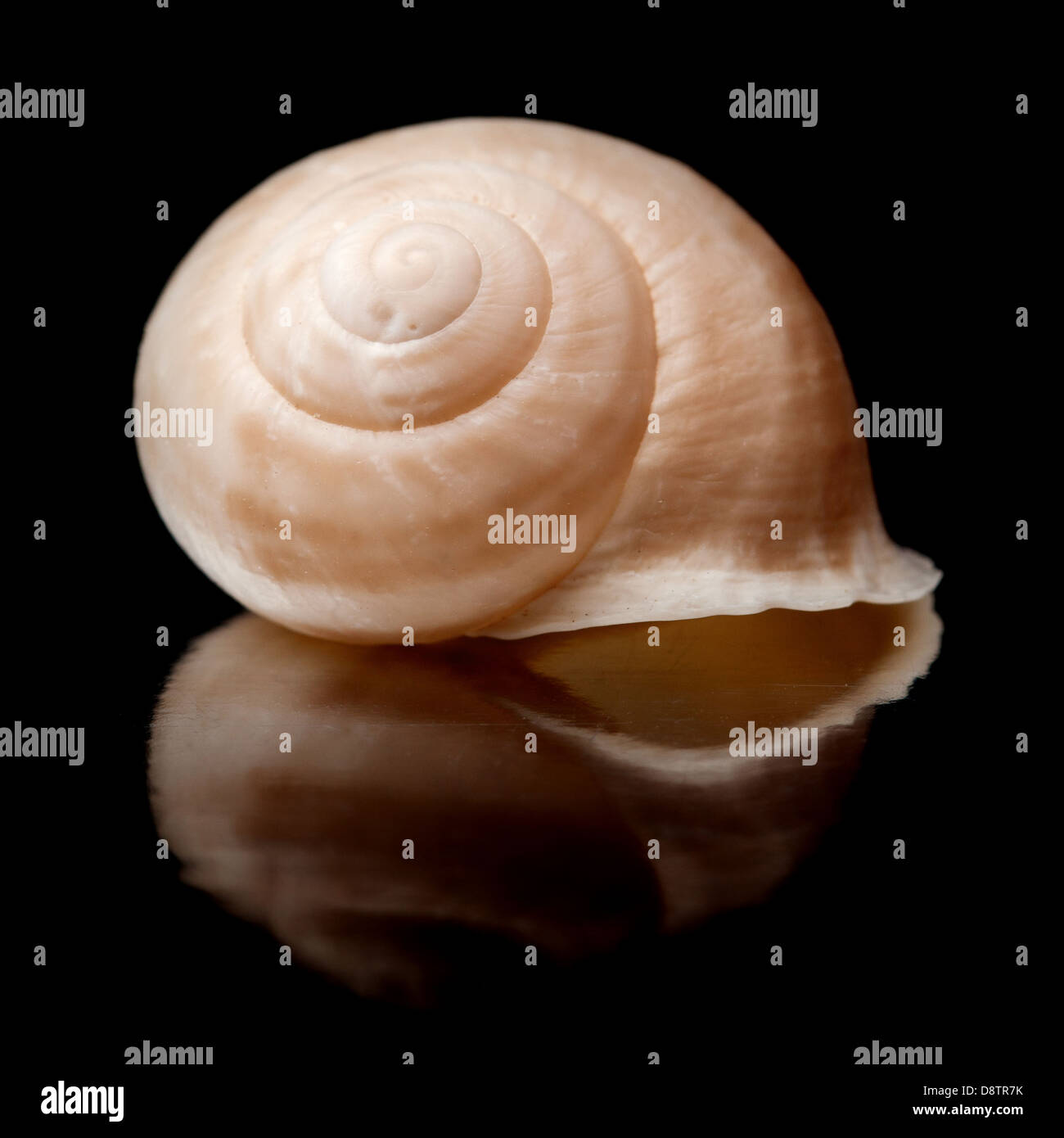 shell on black mirror Stock Photo - Alamy