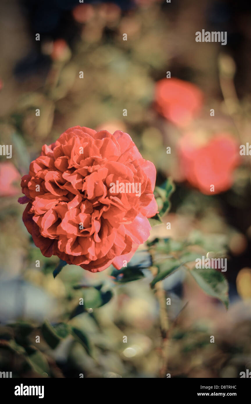 Red Rose Vintage Style Stock Photo - Alamy