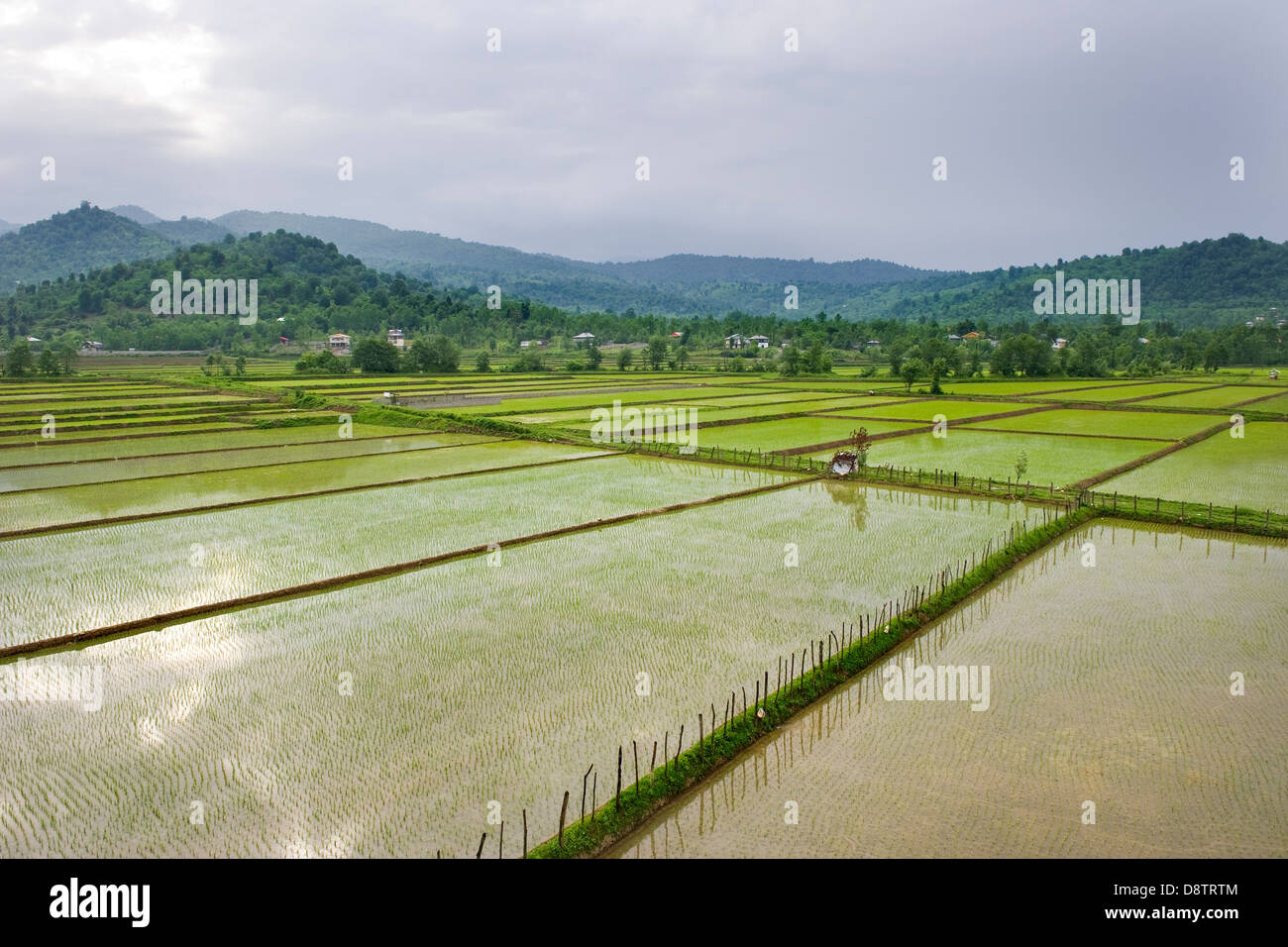 Iran rice field hi-res stock photography and images - Alamy