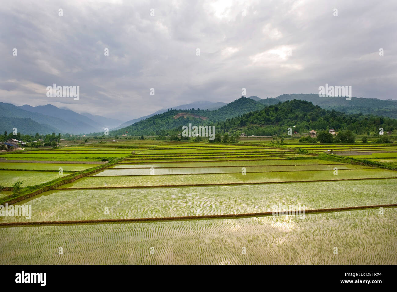 Iran rice field hi-res stock photography and images - Alamy