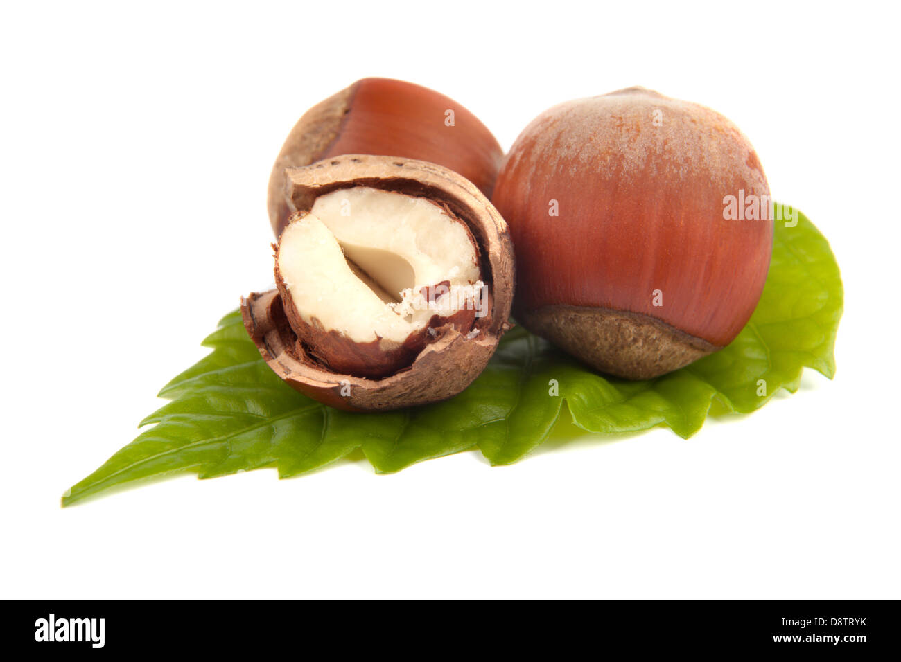Ripe hazelnuts tree hi-res stock photography and images - Alamy