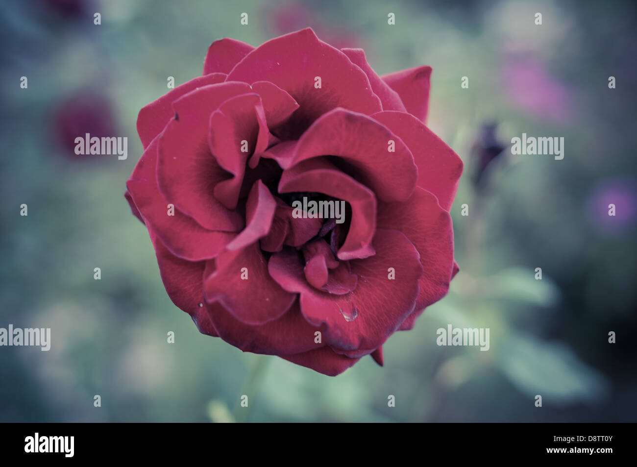 Dark red rose Vintage Style Stock Photo - Alamy