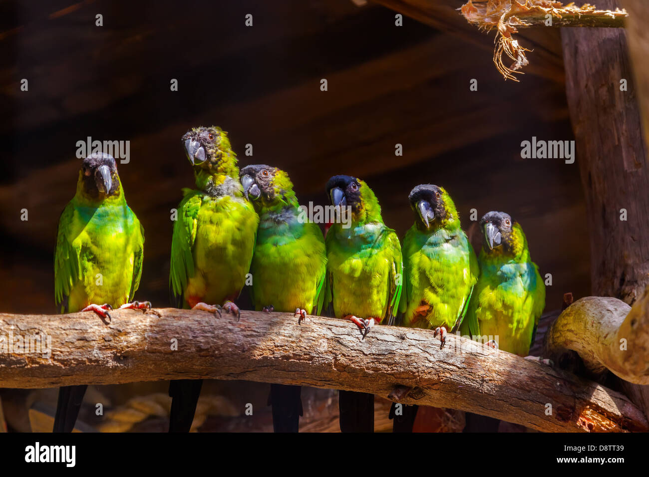 Group of parrots hi-res stock photography and images - Alamy
