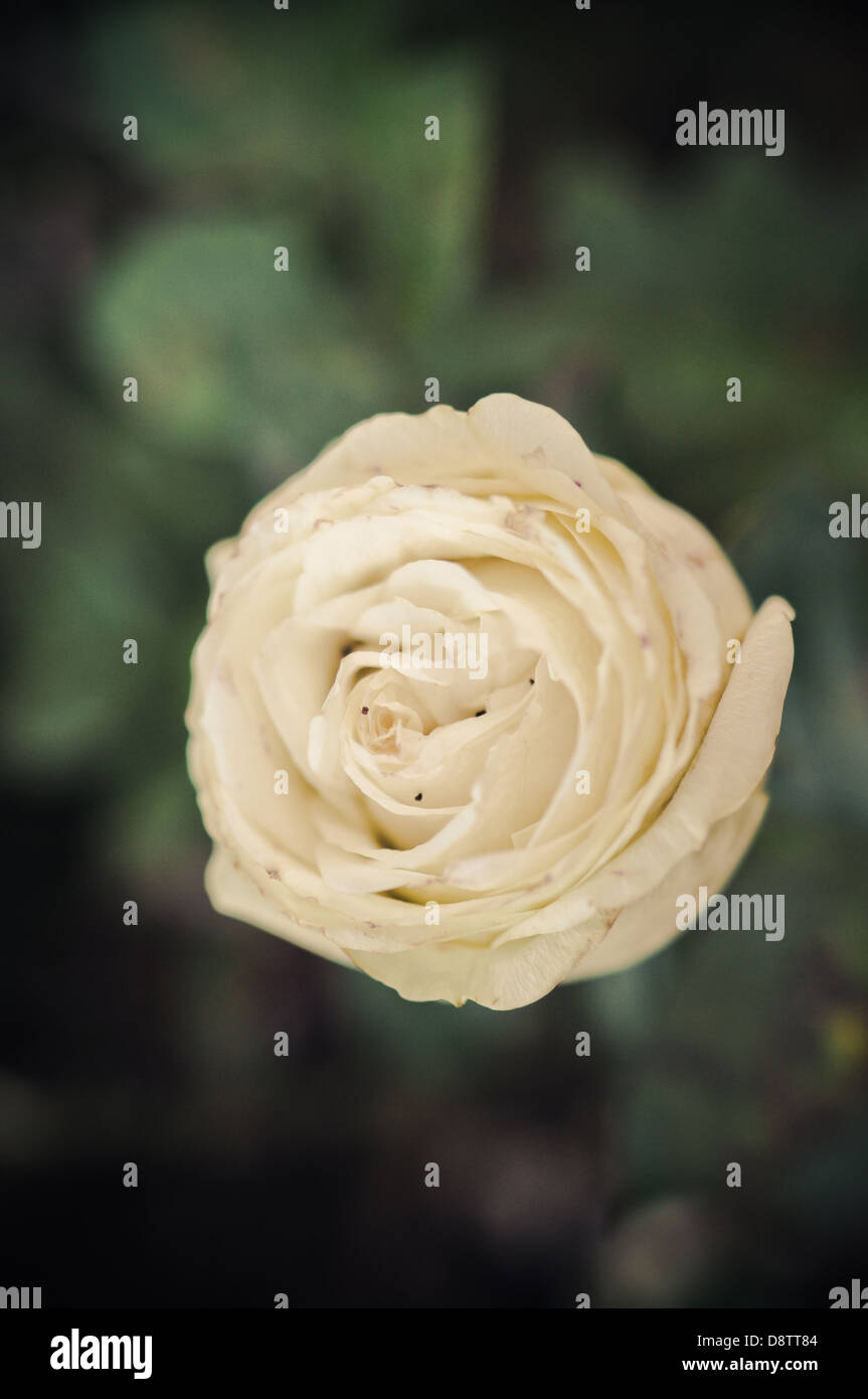 Ivory rose hi-res stock photography and images - Alamy