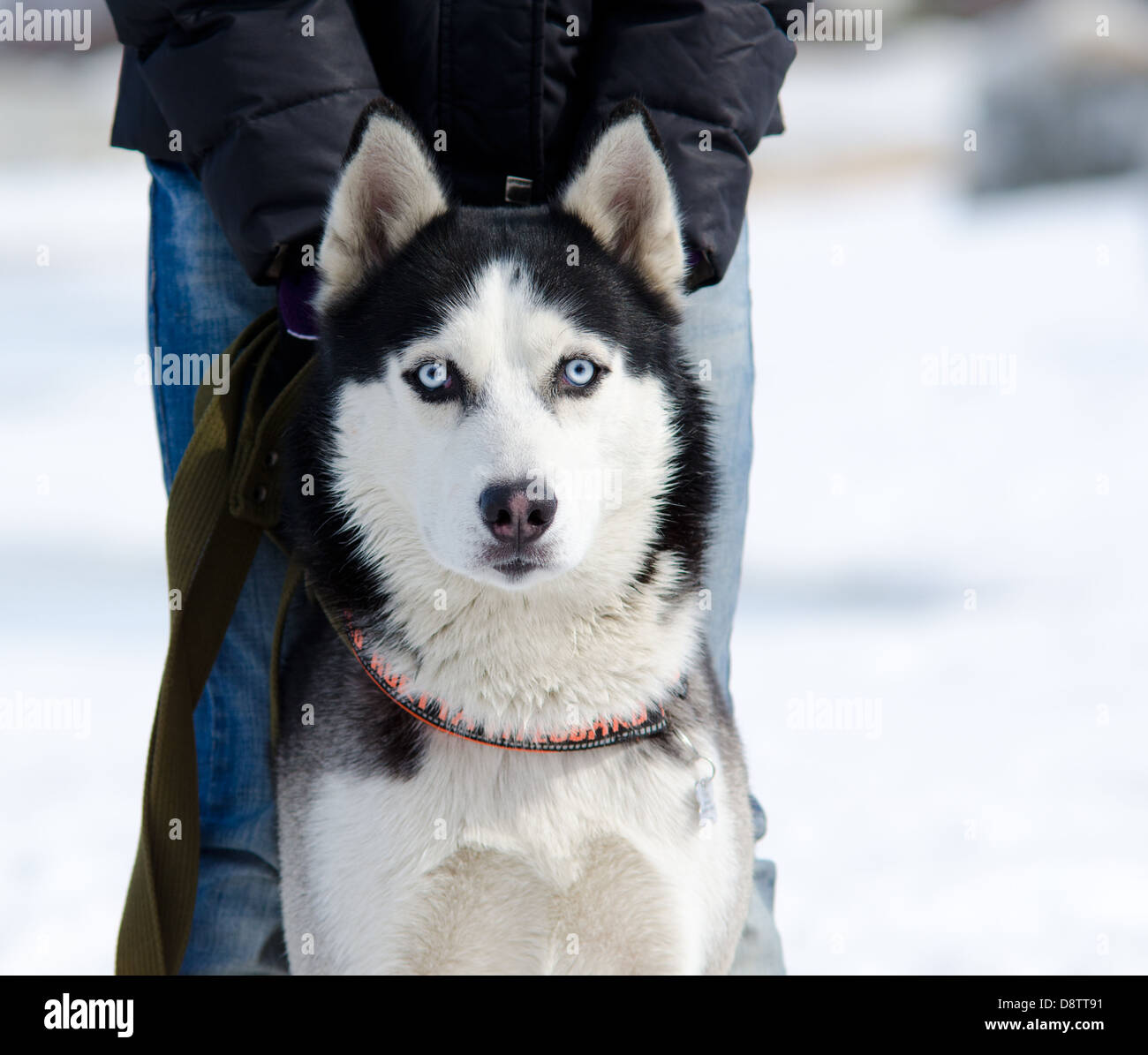 Siberian husky dog Stock Photo - Alamy