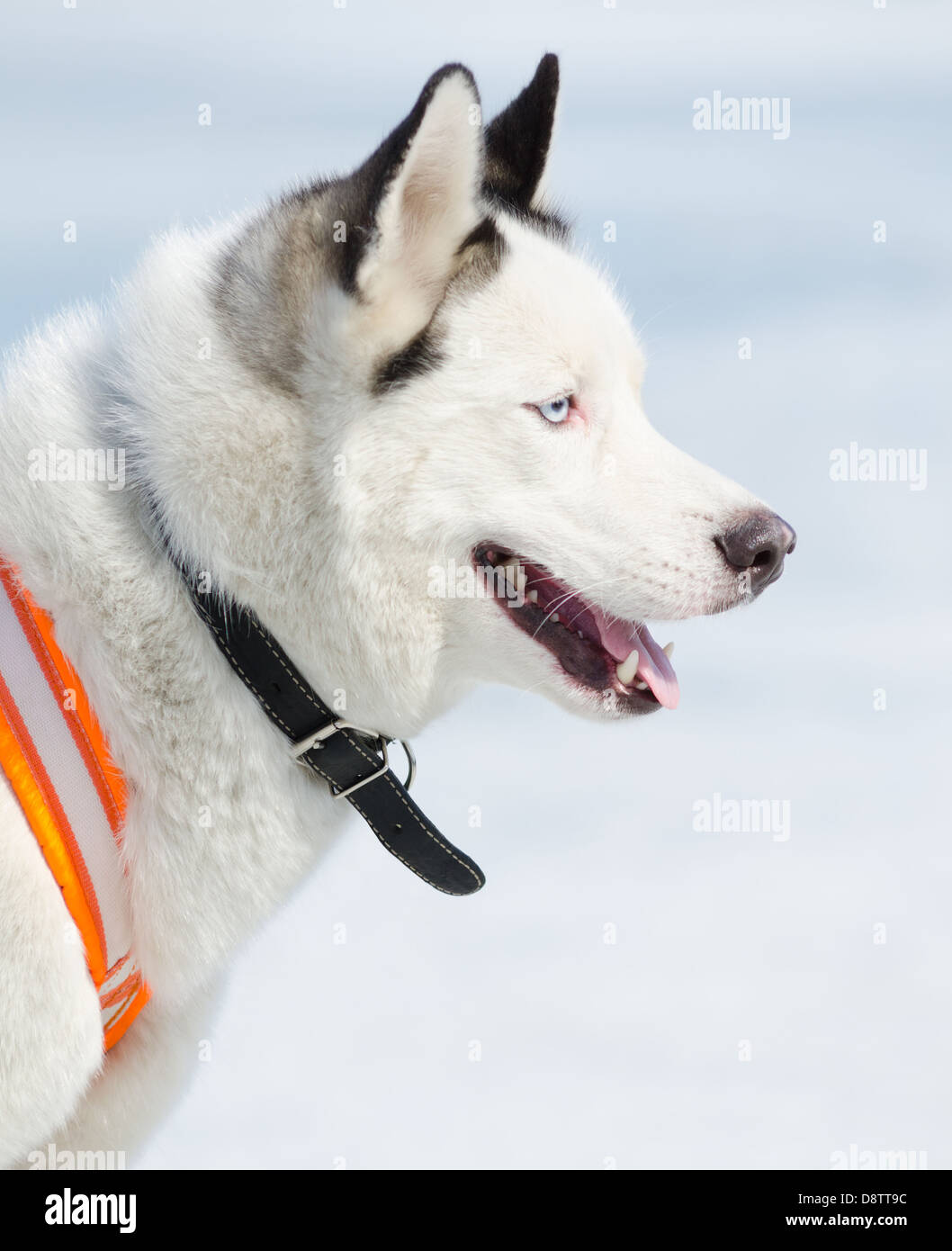 Husky profile hi-res stock photography and images - Alamy