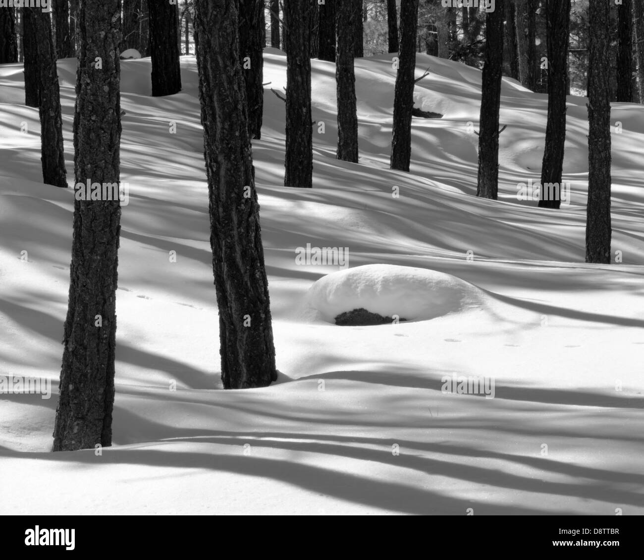 Fresh snow covers the ground allowing the trunks of the pine trees and ...