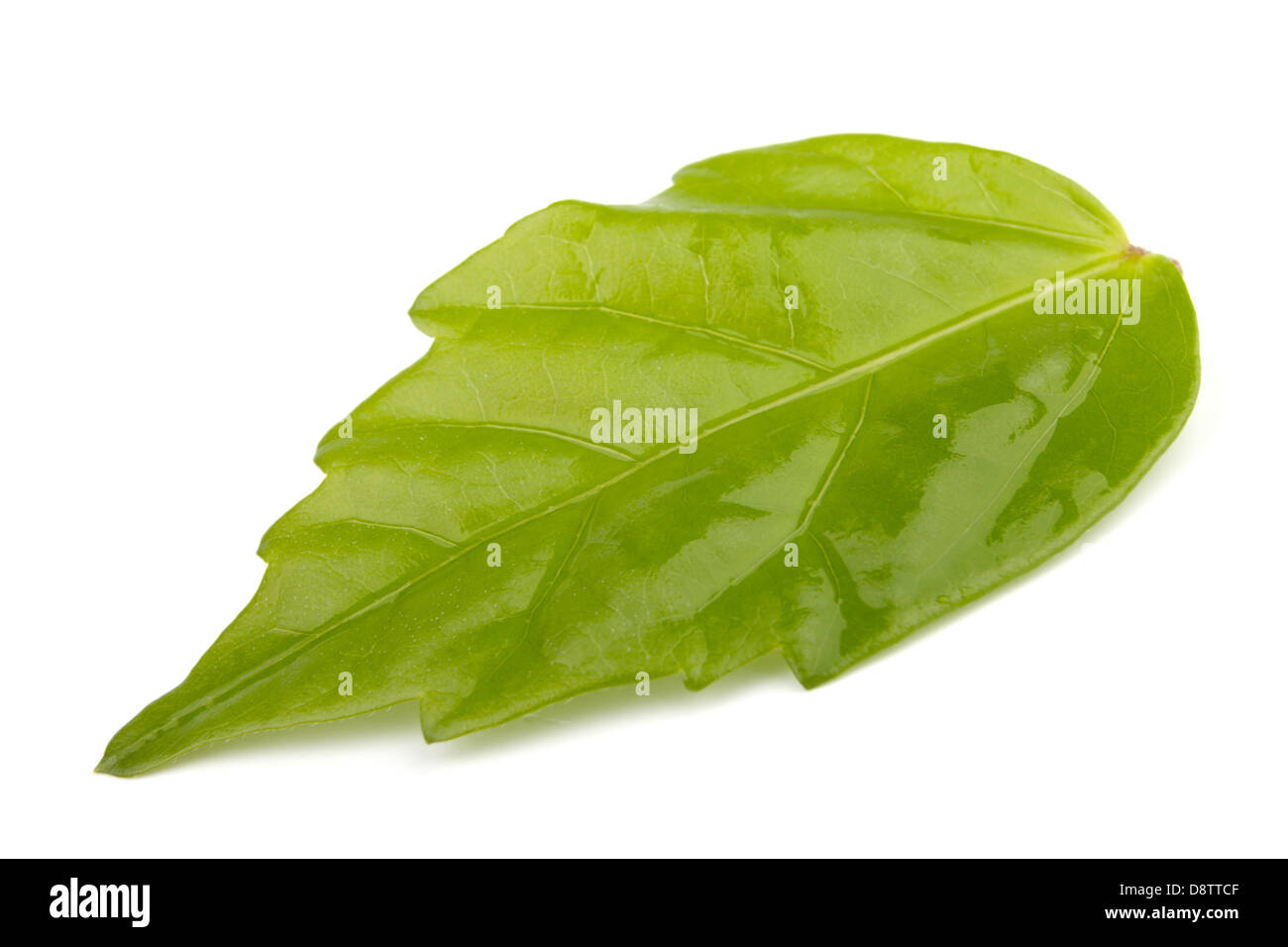 Single green leaf on white background Stock Photo - Alamy