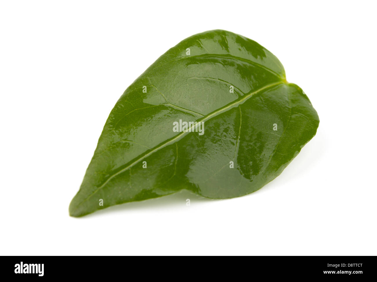 Single green leaf on white background Stock Photo - Alamy