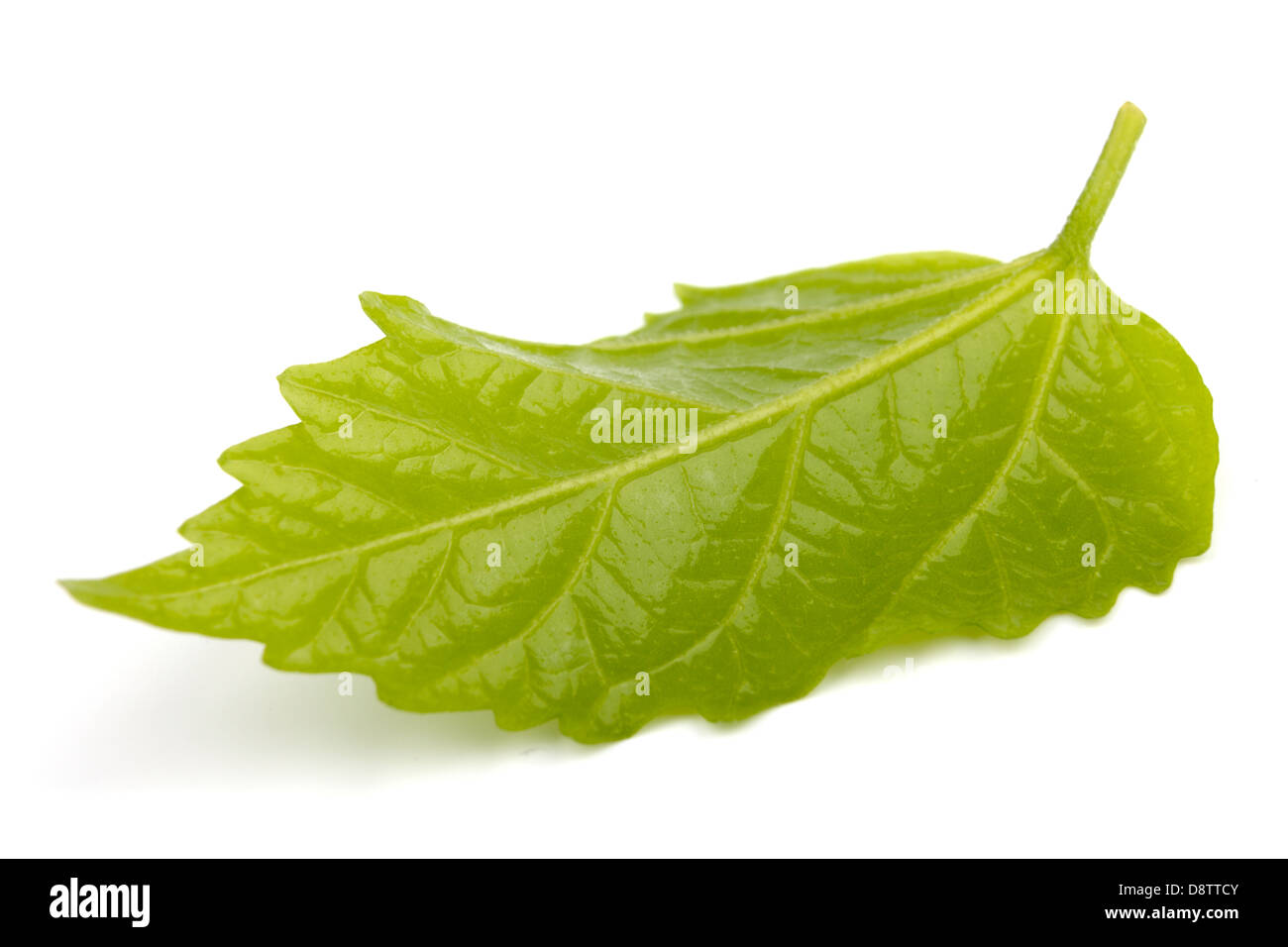 Single green leaf on white background Stock Photo - Alamy