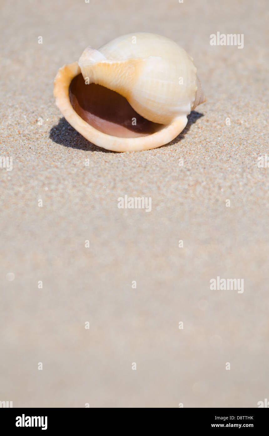 seashell on sand Stock Photo - Alamy