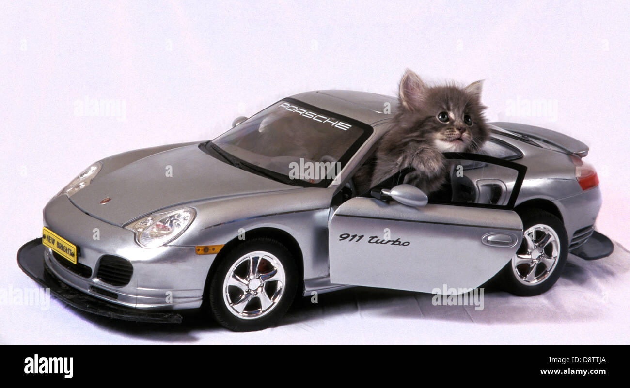 cute grey kitten posed in miniature grey porsche 911 turbo car Stock ...