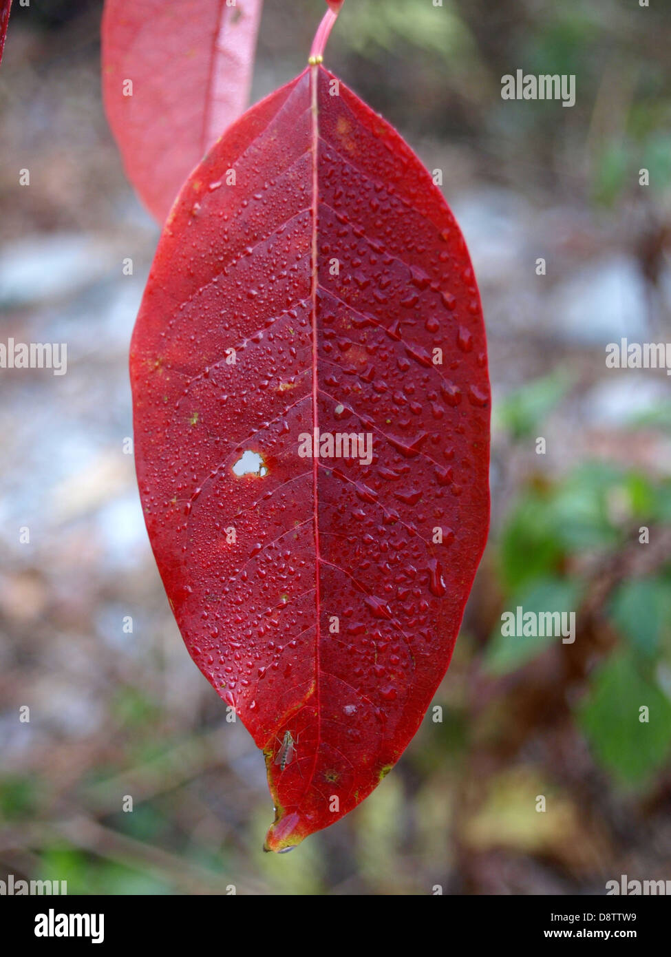 Plant leaf pattern hi-res stock photography and images - Alamy