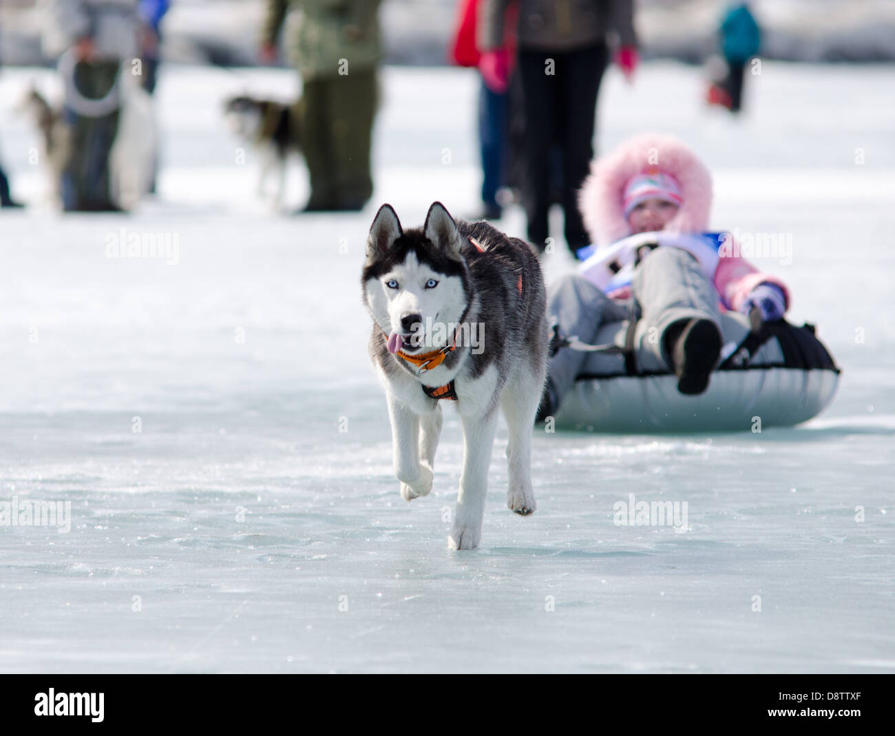 Mushing at Baikal Fishing 2012 Stock Photo - Alamy