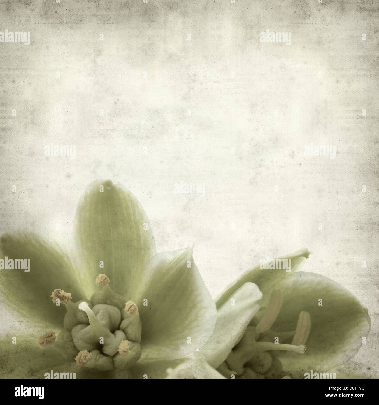 textured old paper background with yucca flowers Stock Photo - Alamy
