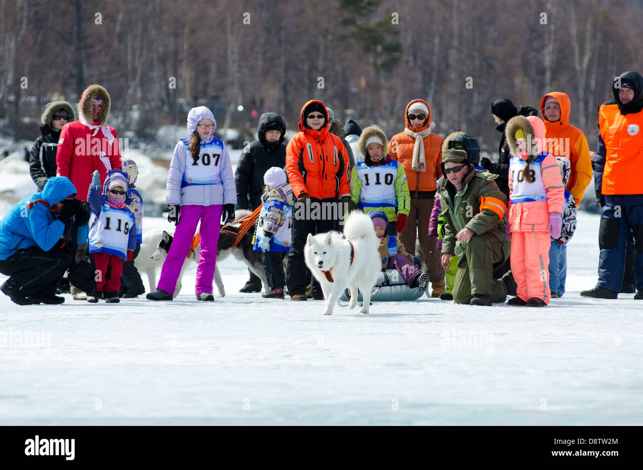 Mushing at Baikal Fishing 2012 Stock Photo - Alamy