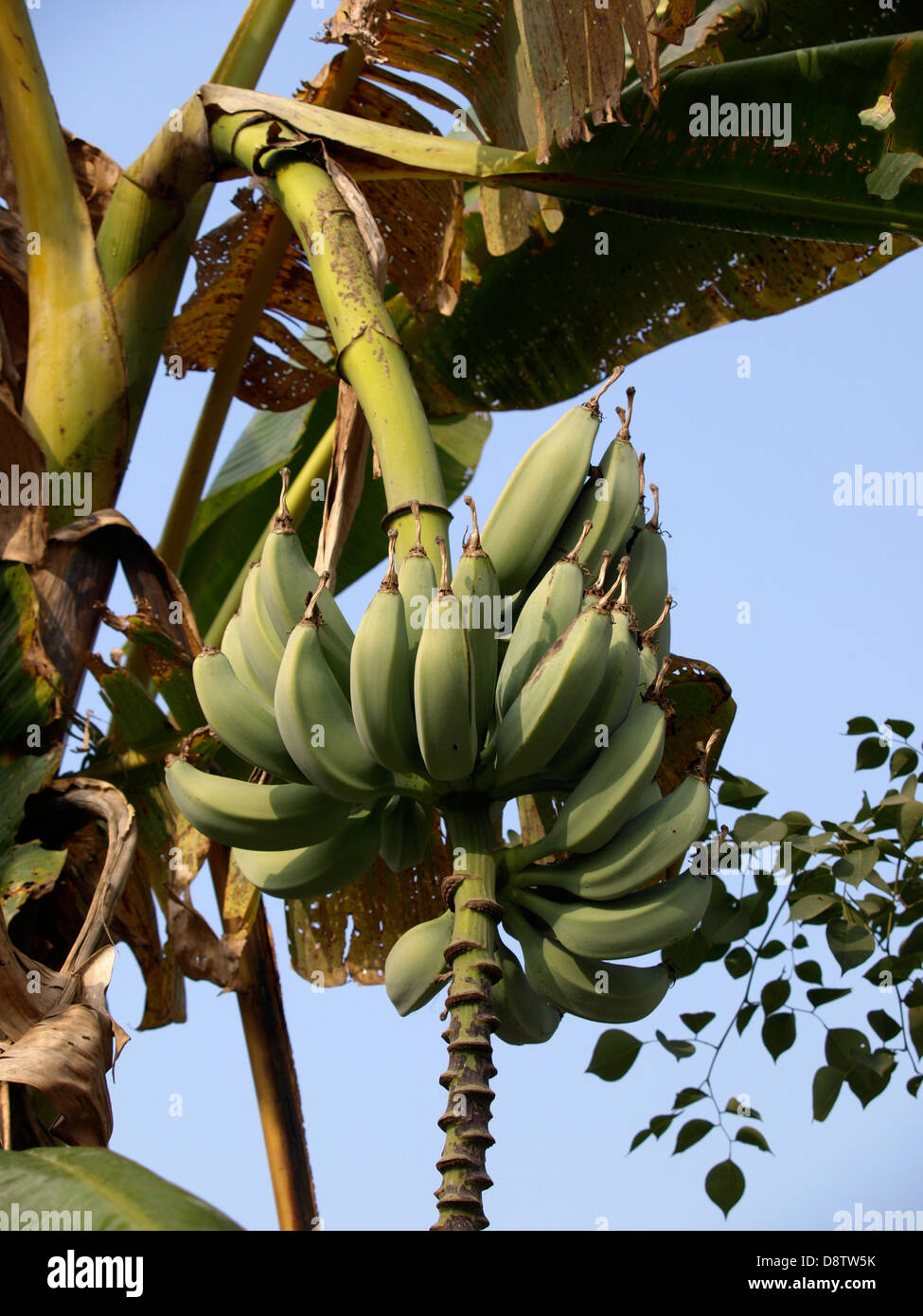 India banana farm hi-res stock photography and images - Alamy