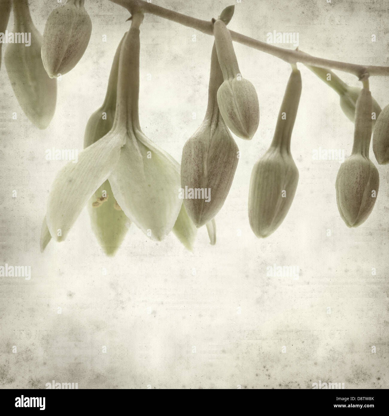 textured old paper background with yucca flowers Stock Photo - Alamy