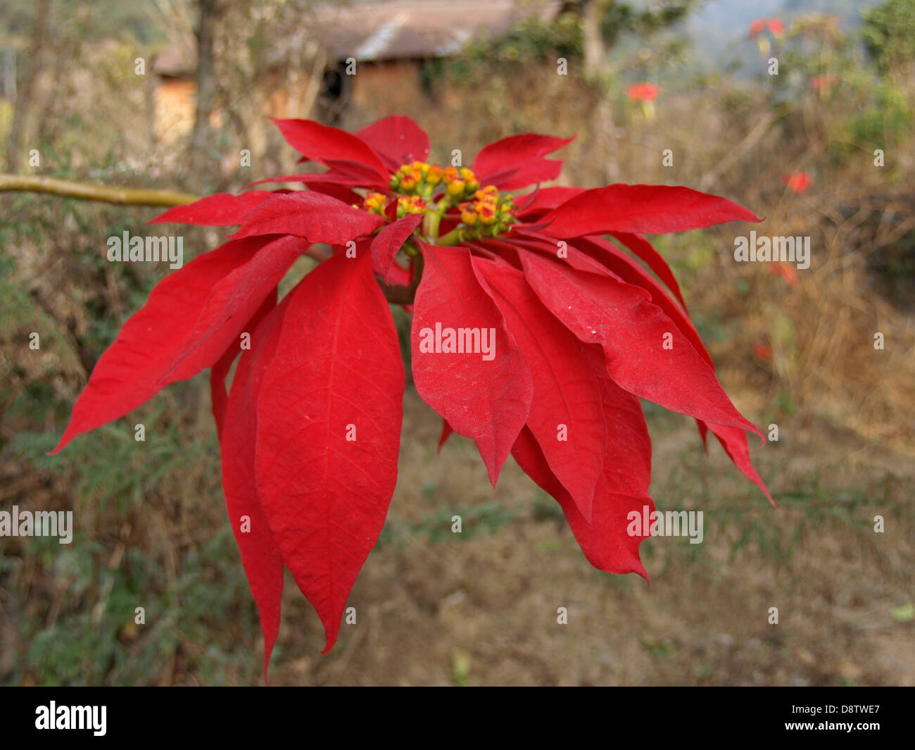 Poinsetta hi-res stock photography and images - Alamy