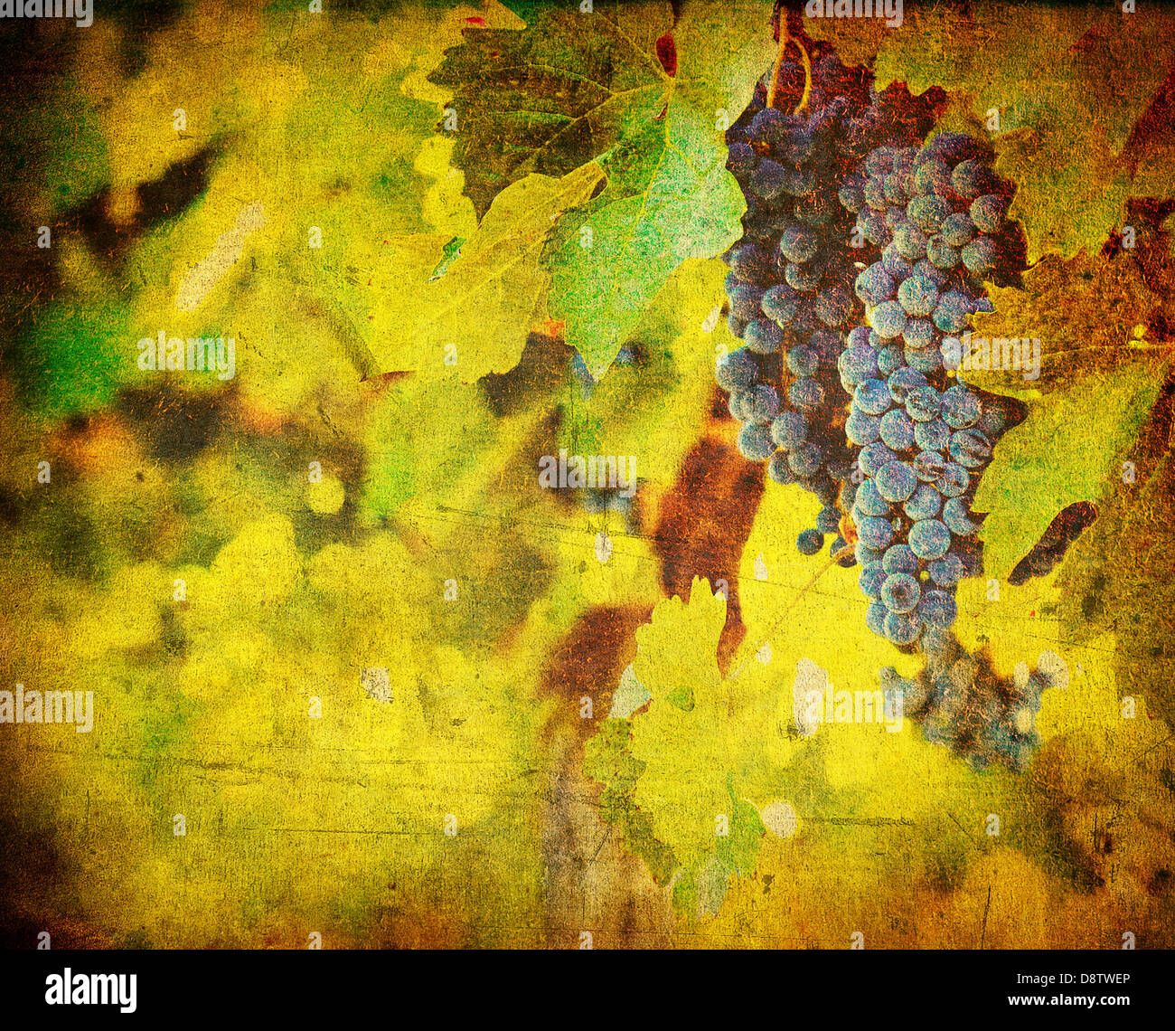 vintage image of grape Stock Photo - Alamy