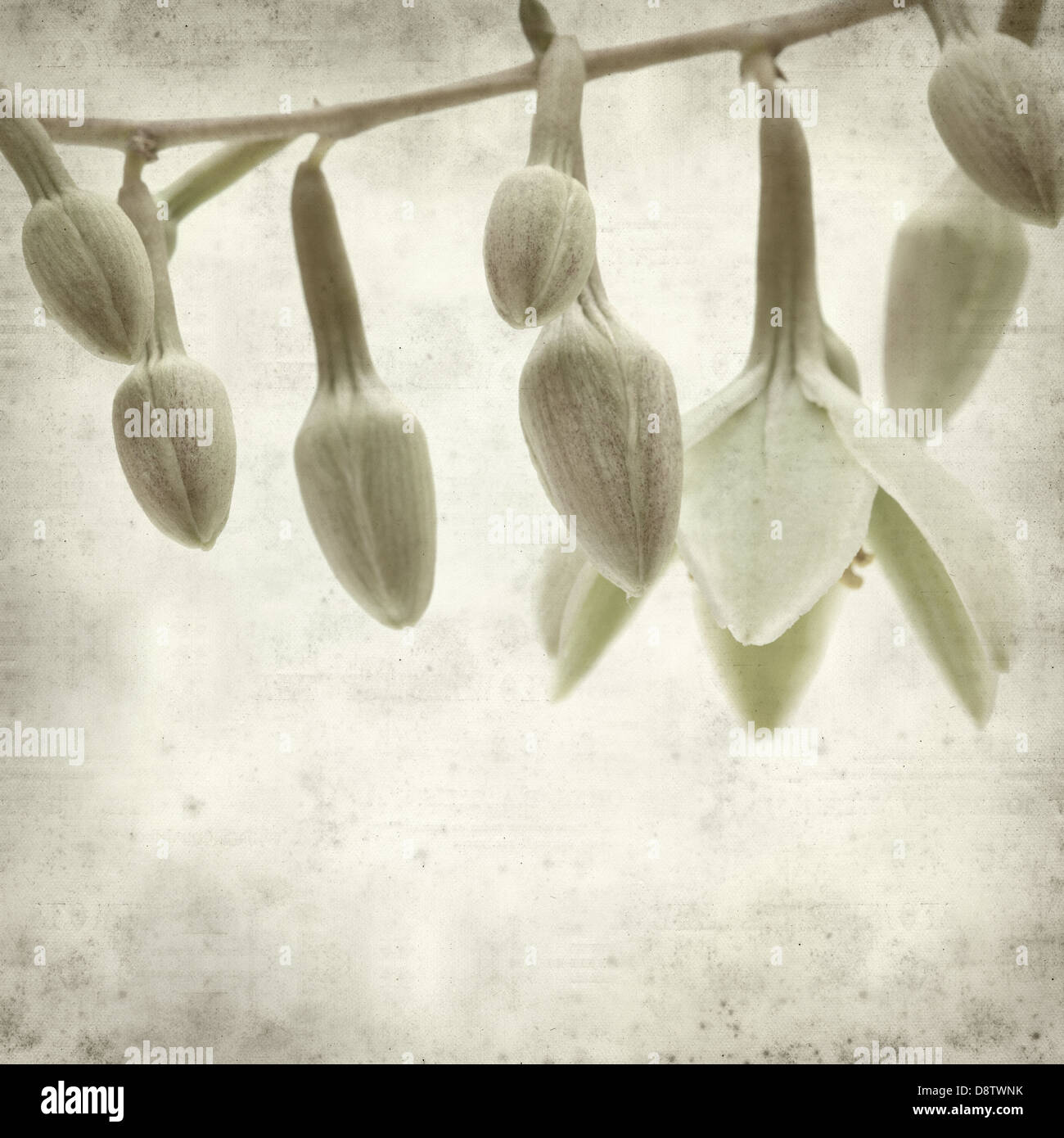 textured old paper background with yucca flowers Stock Photo - Alamy