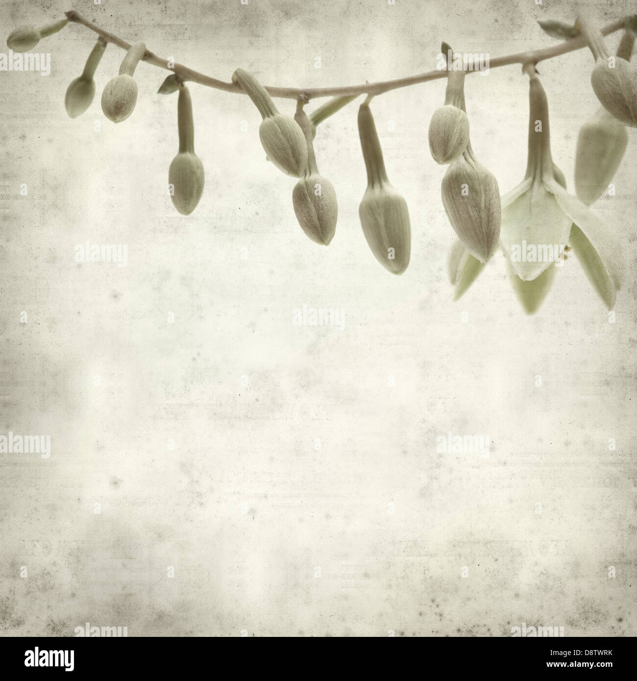 textured old paper background with yucca flowers Stock Photo - Alamy