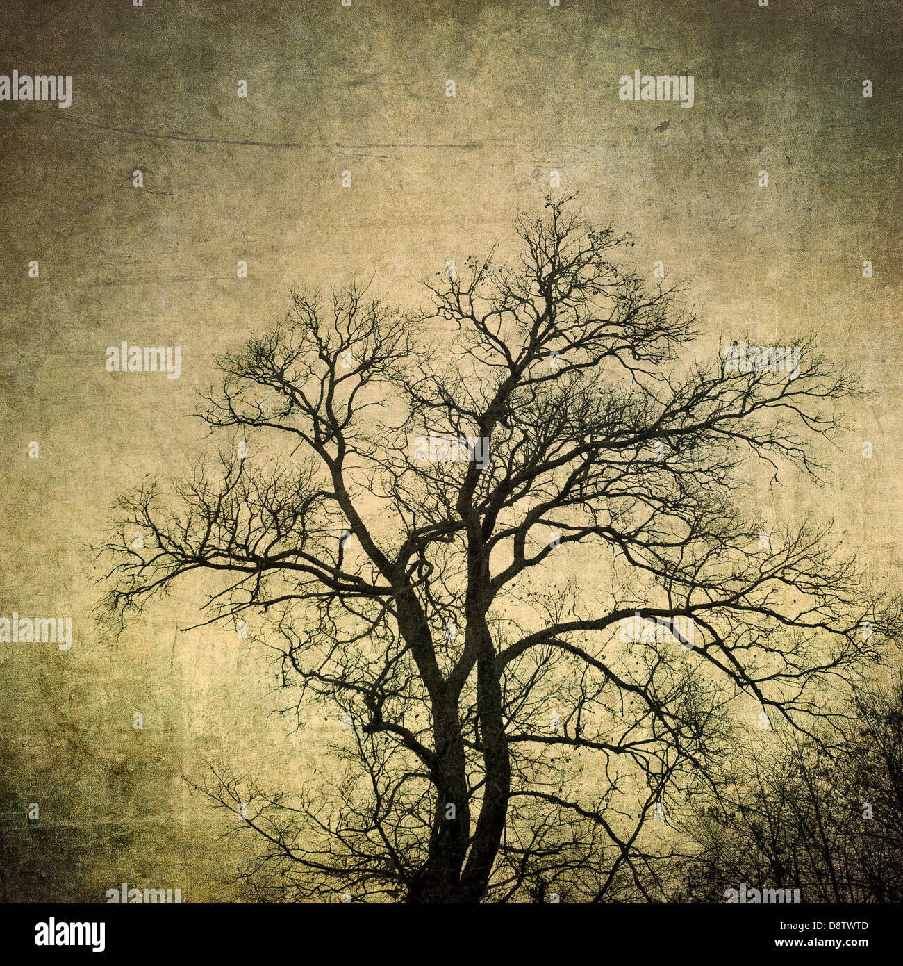 grunge frame with tree silhouettes Stock Photo - Alamy