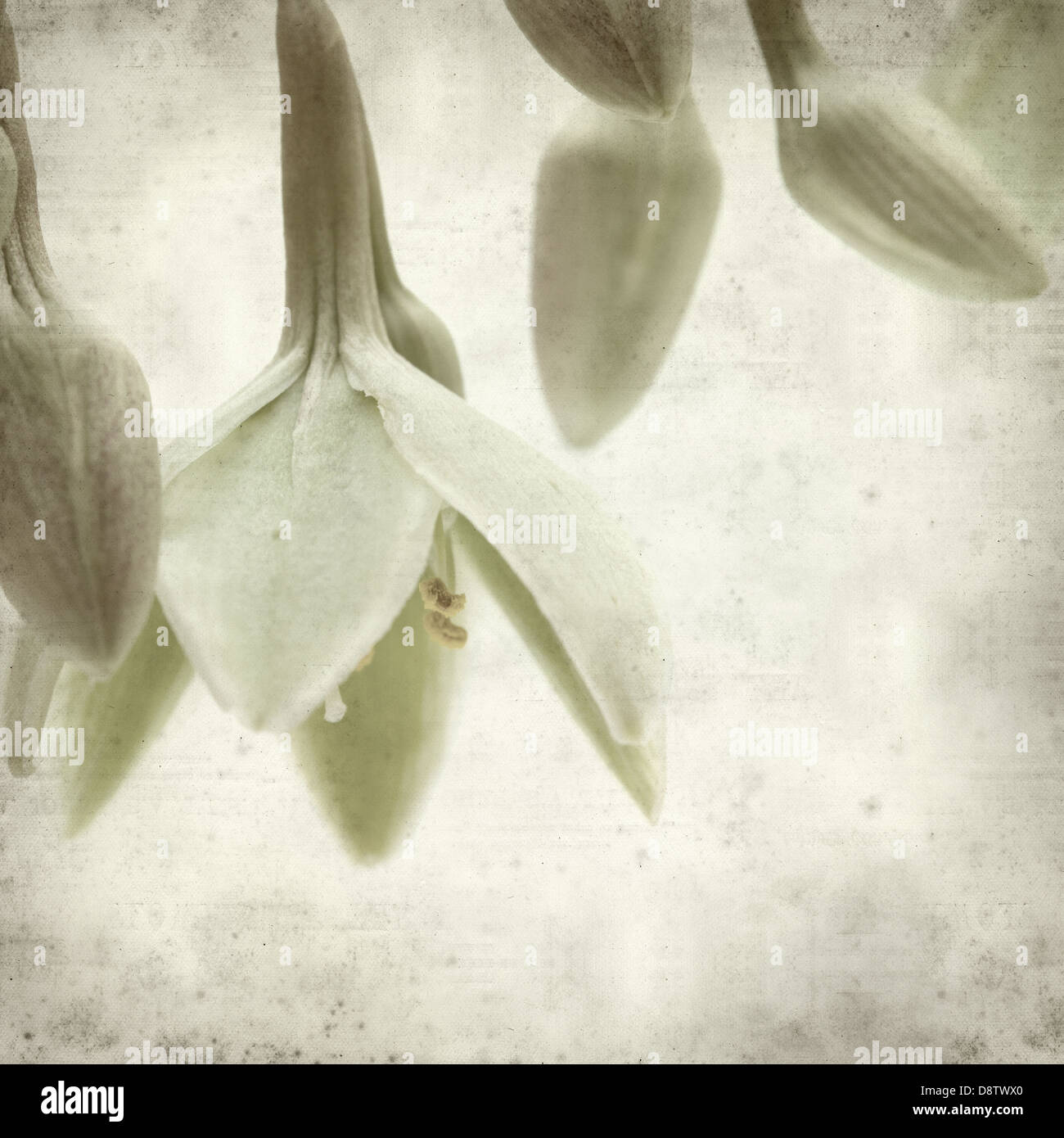 textured old paper background with yucca flowers Stock Photo - Alamy