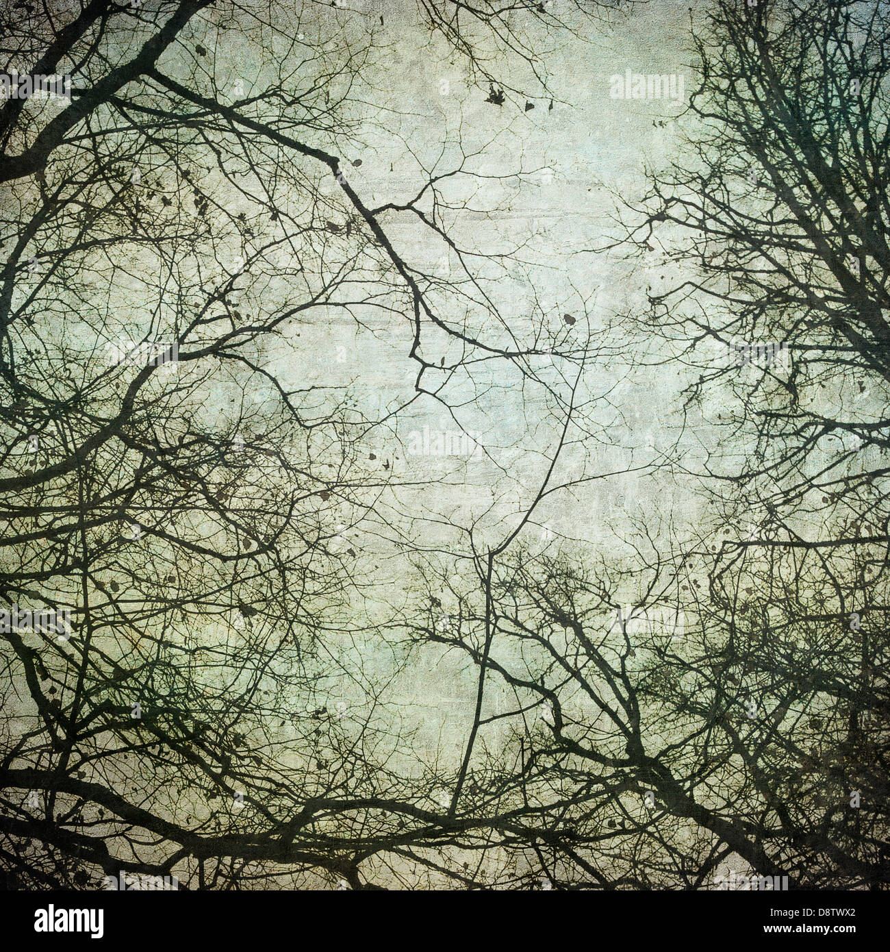 grunge frame with tree silhouettes Stock Photo - Alamy