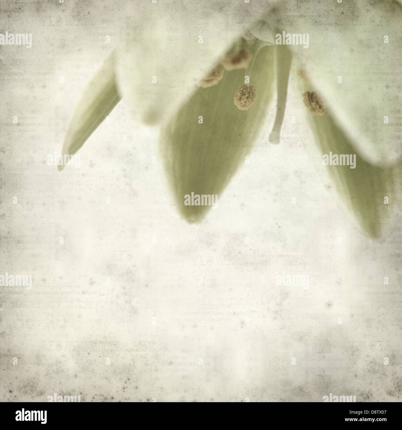 textured old paper background with yucca flowers Stock Photo - Alamy