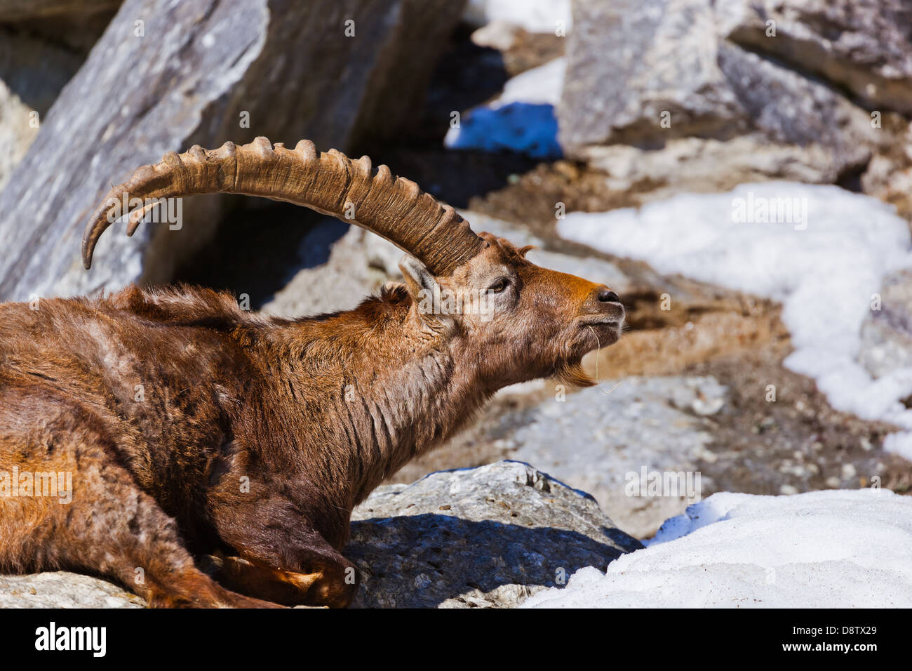 Ibex goat hi-res stock photography and images - Alamy