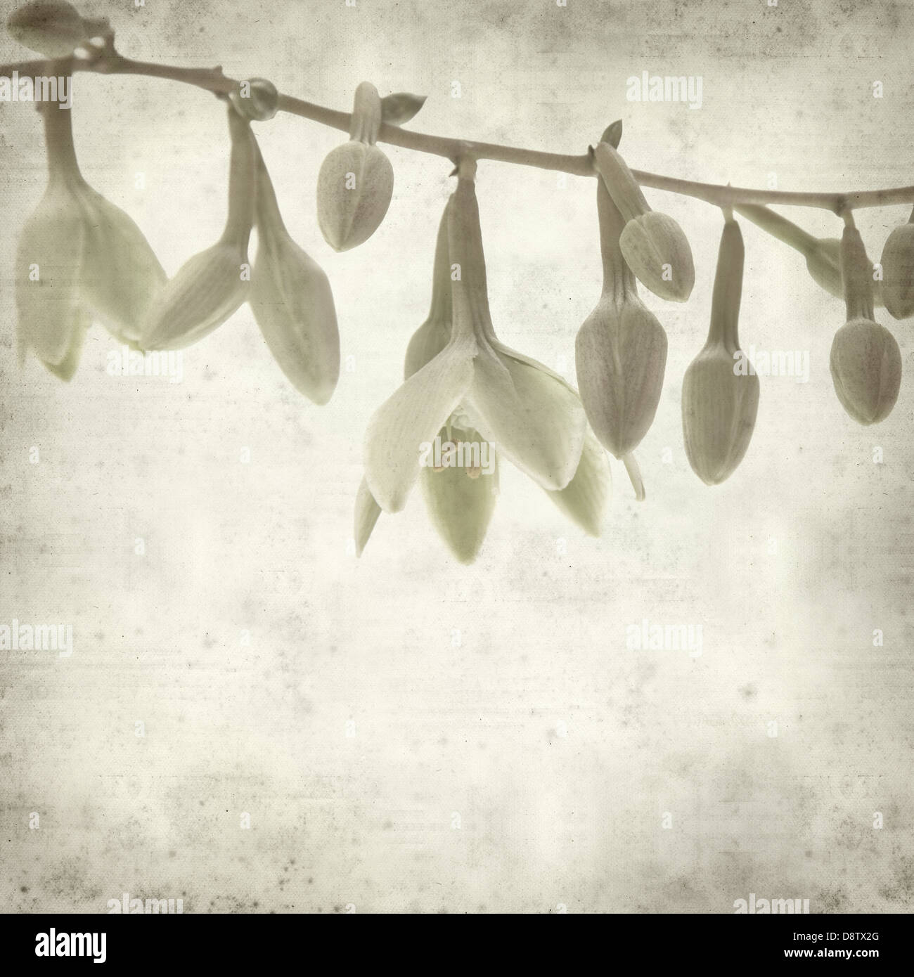 textured old paper background with yucca flowers Stock Photo - Alamy