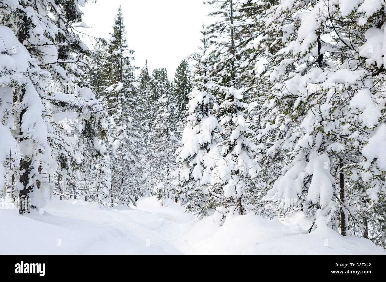 winter wild forest Stock Photo - Alamy