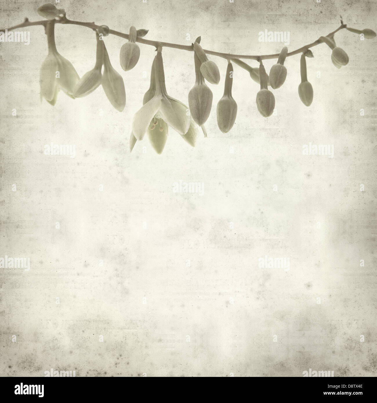 textured old paper background with yucca flowers Stock Photo - Alamy