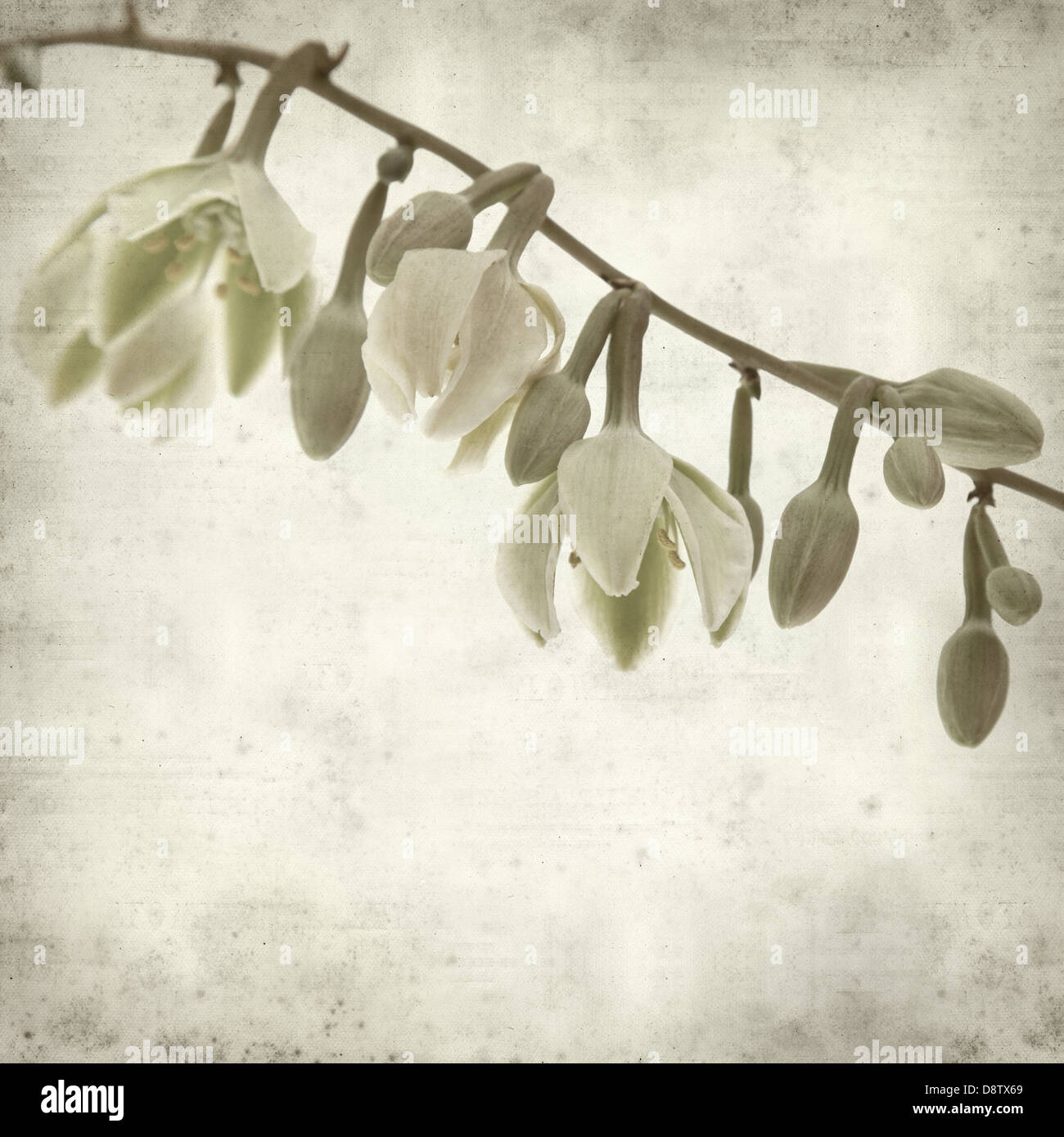 textured old paper background with yucca flowers Stock Photo - Alamy