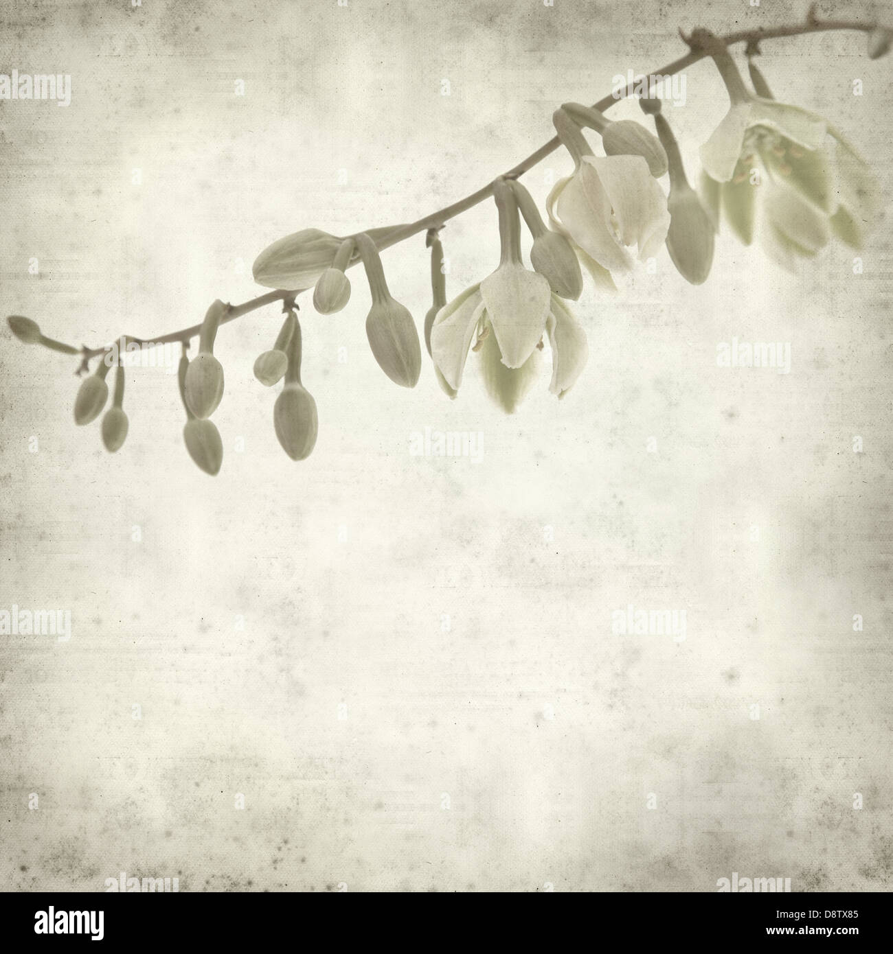 textured old paper background with yucca flowers Stock Photo - Alamy