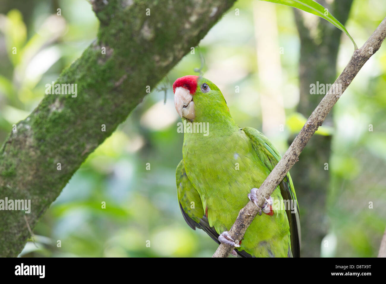 Scarlet-fronted Parakeet, Aratinga wagleri, Cali Zoo, Cali, Colombia ...