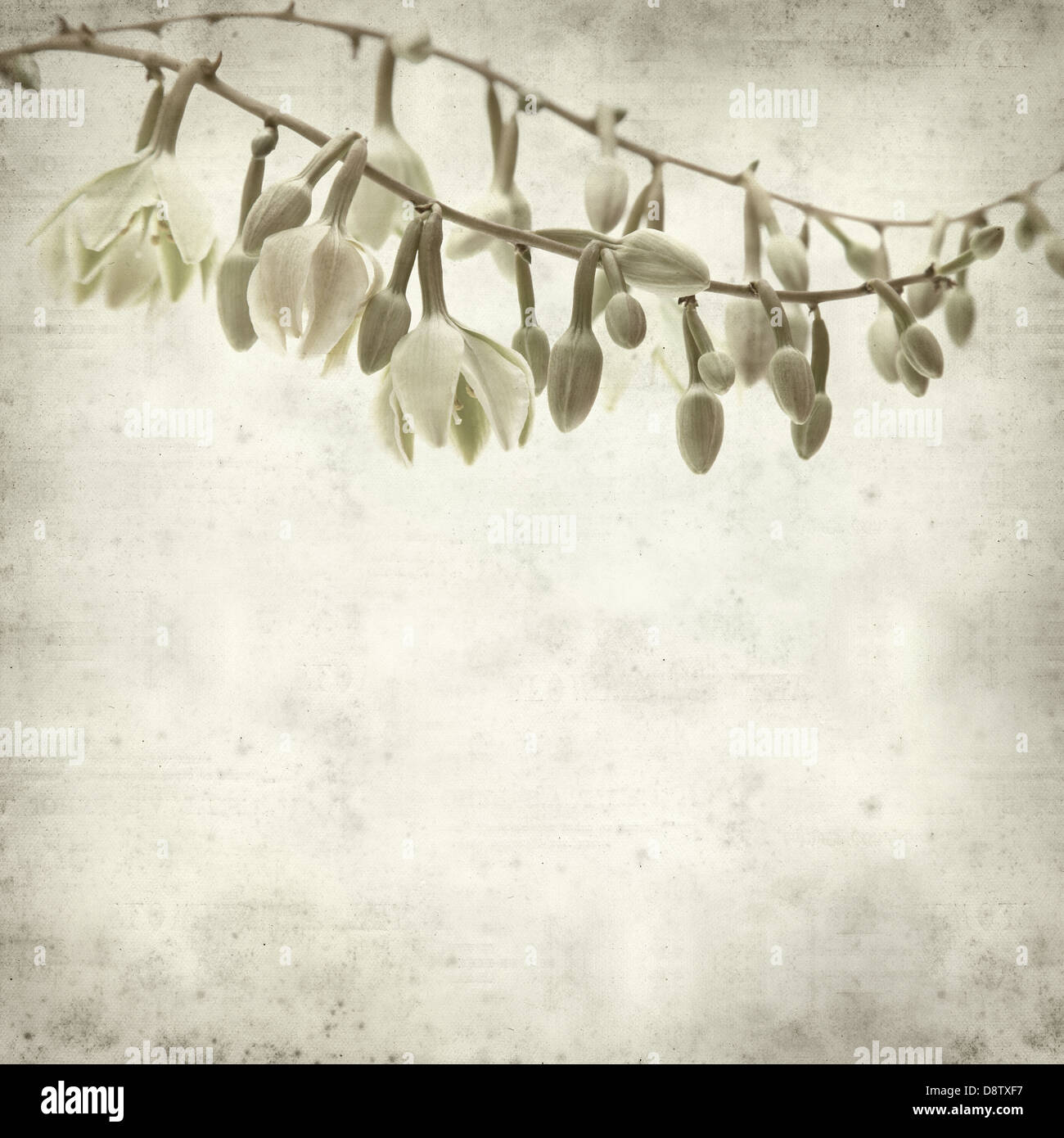 textured old paper background with yucca flowers Stock Photo - Alamy