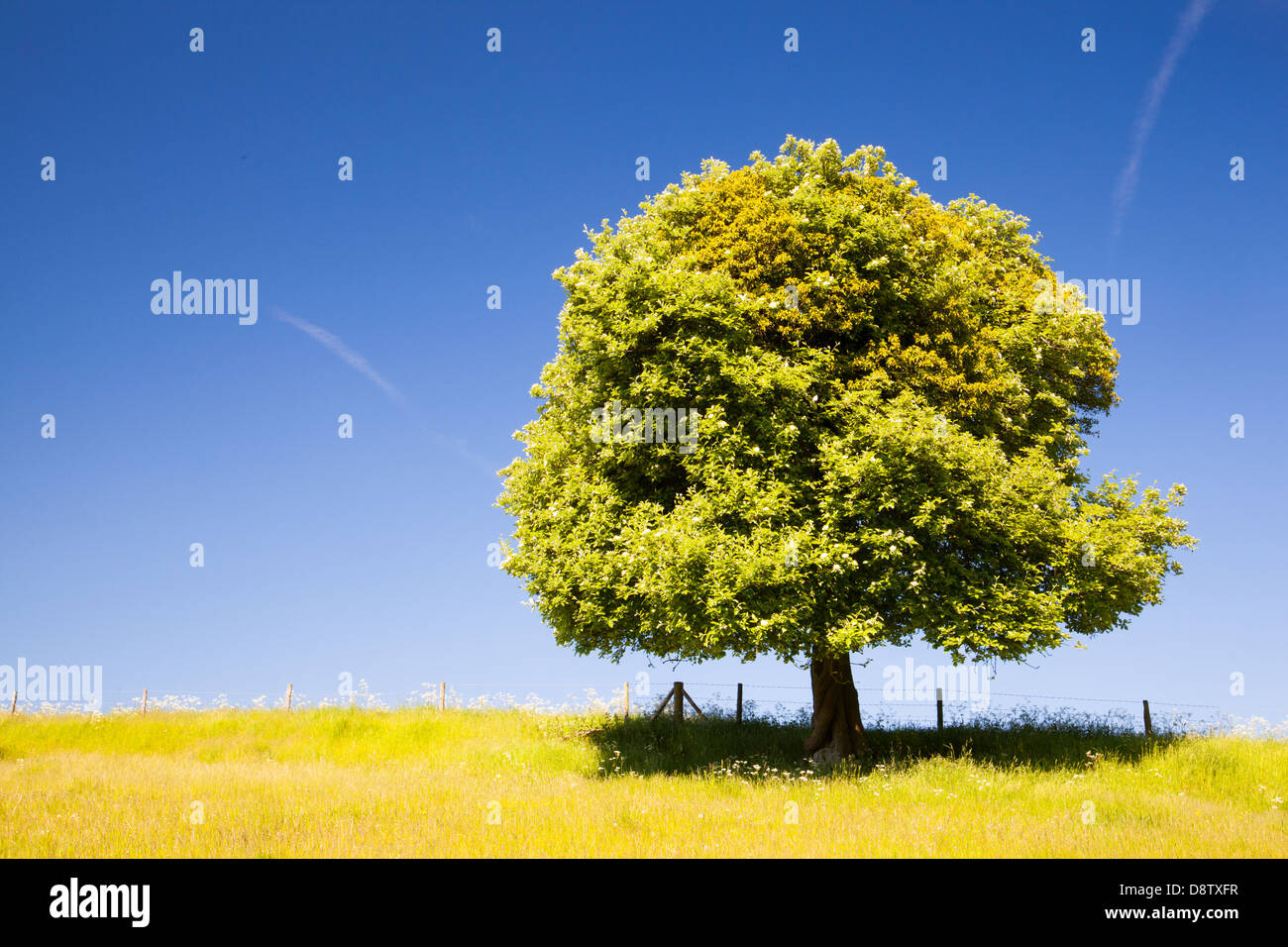 A lone tree in a field Stock Photo - Alamy