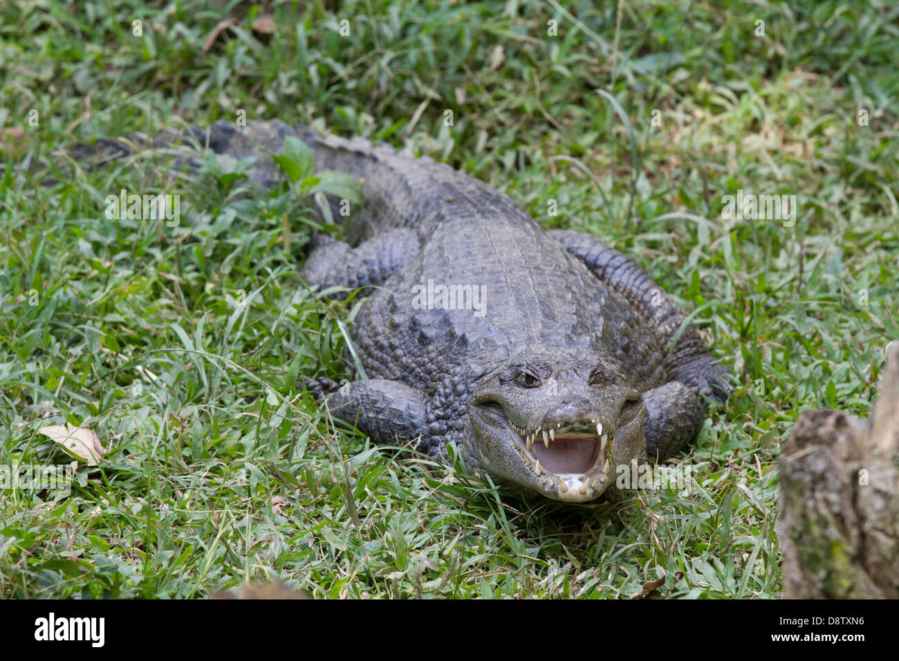 Spectacled caiman, Caiman crocodilus, Cali Zoo, Cali, Colombia Stock ...