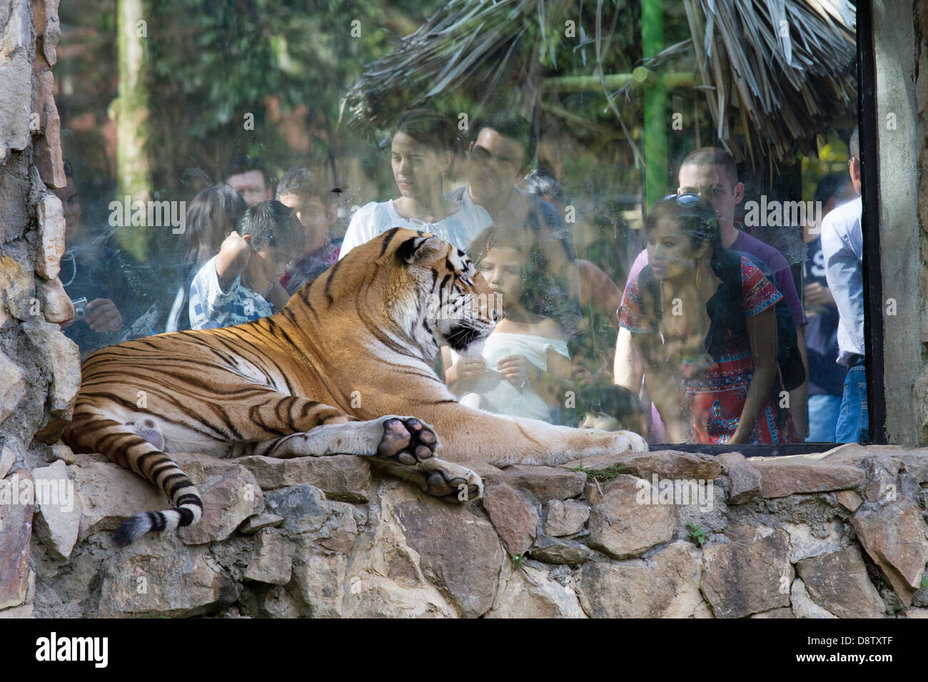 Bengal tiger, Panthera tigris, Zoologico de Cali, Cali Zoo, Cali ...