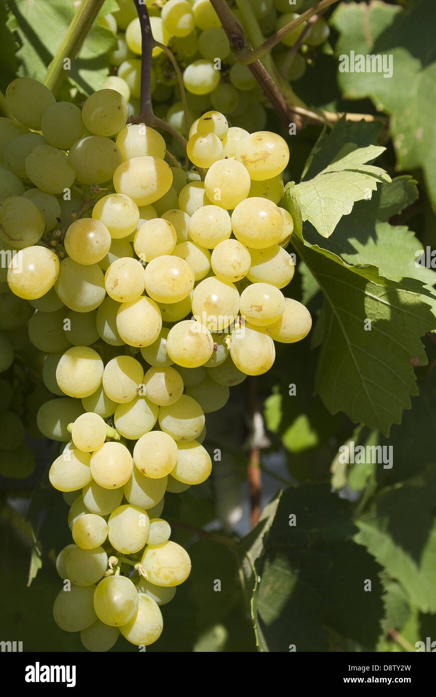 Grape white hi-res stock photography and images - Alamy
